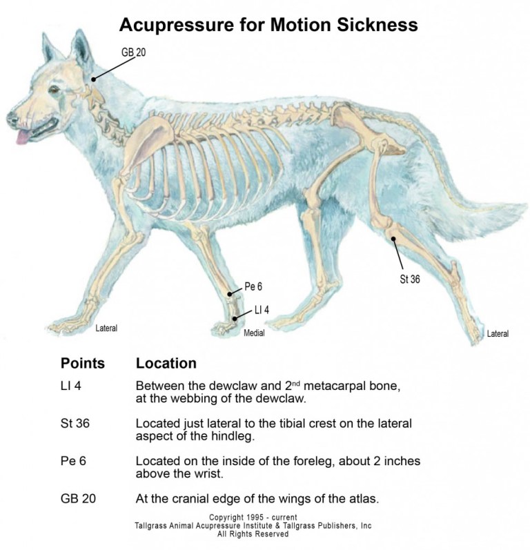 Canine Acupressure for Motion Sickness | Diane Weinmann's HOPE