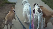 Tips On Walking Multiple Dogs | Diane Weinmann's HOPE